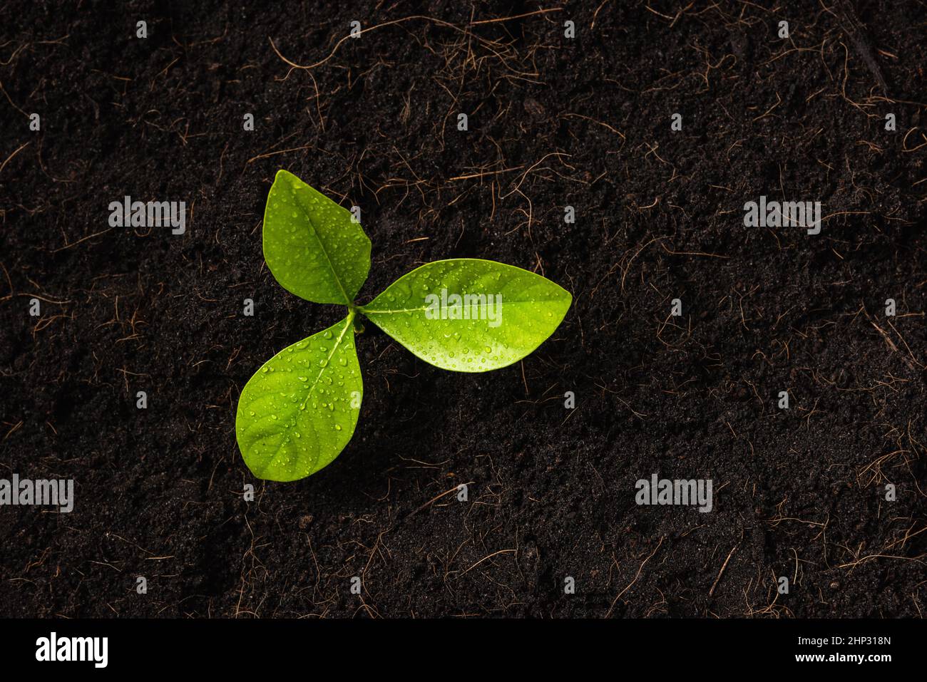 Pollution of soil hi-res stock photography and images - Alamy