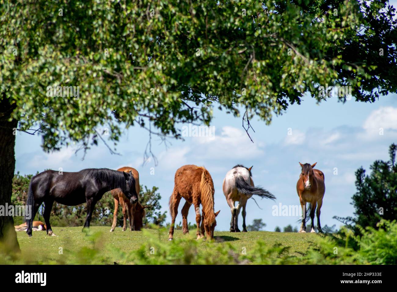 New Forest Ponies Stock Photo - Alamy