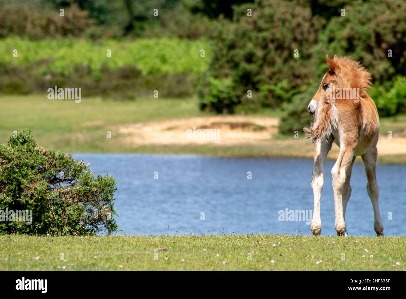 New Forest Ponies Stock Photo - Alamy