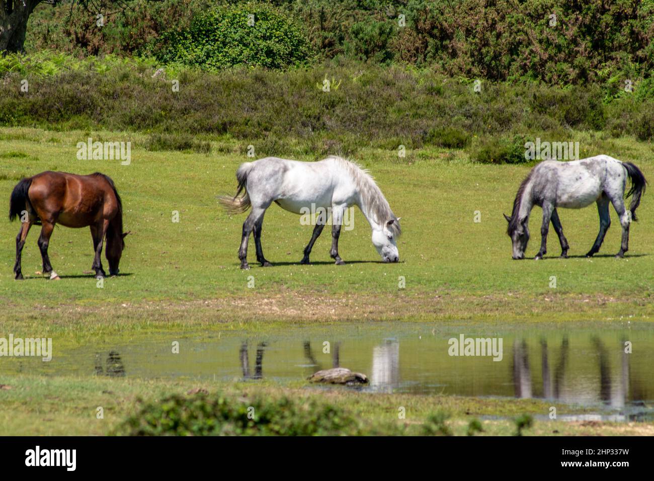 New Forest Ponies Stock Photo - Alamy