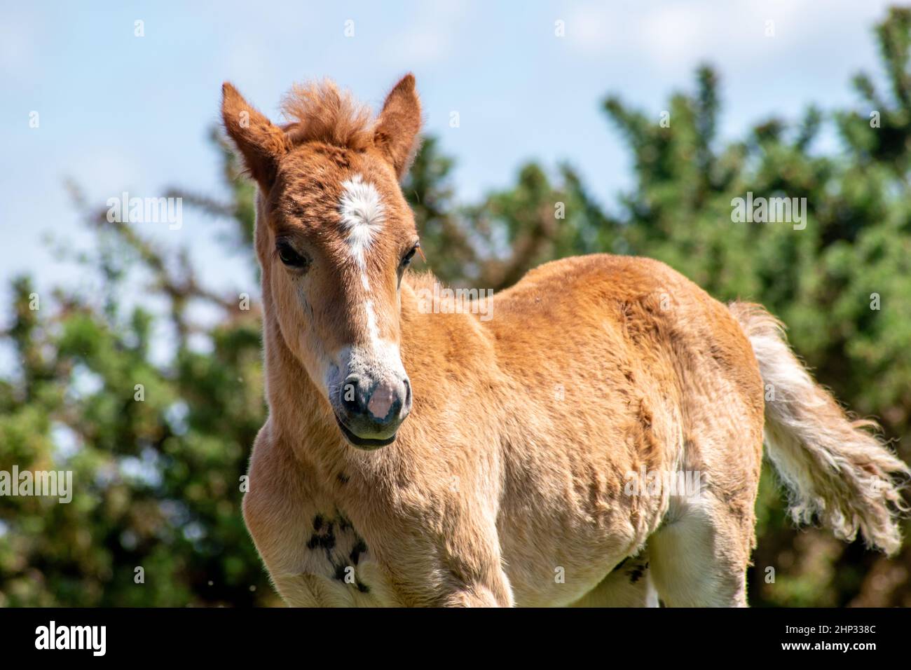New Forest Ponies Stock Photo - Alamy