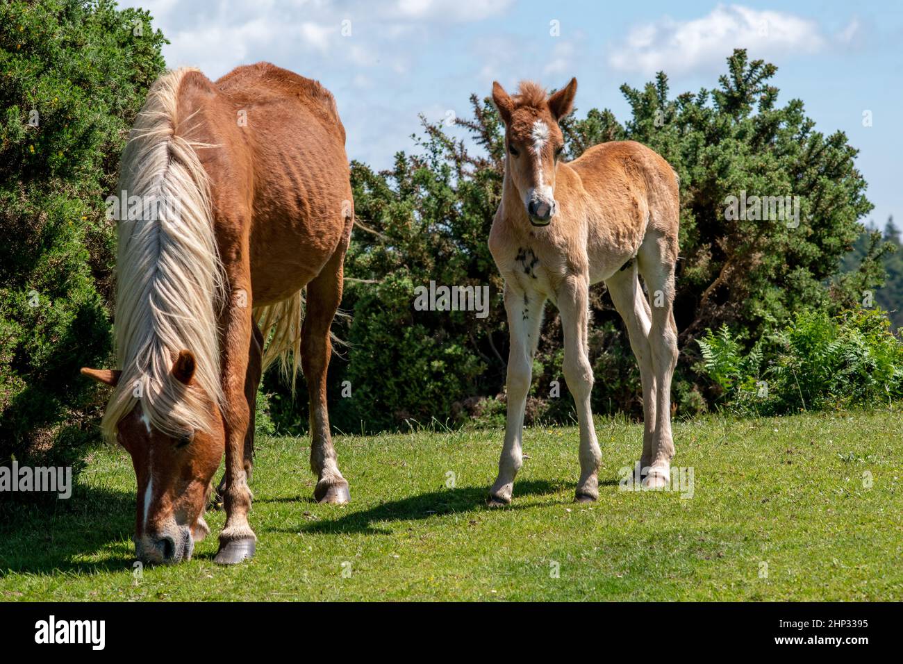 New Forest Ponies Stock Photo - Alamy