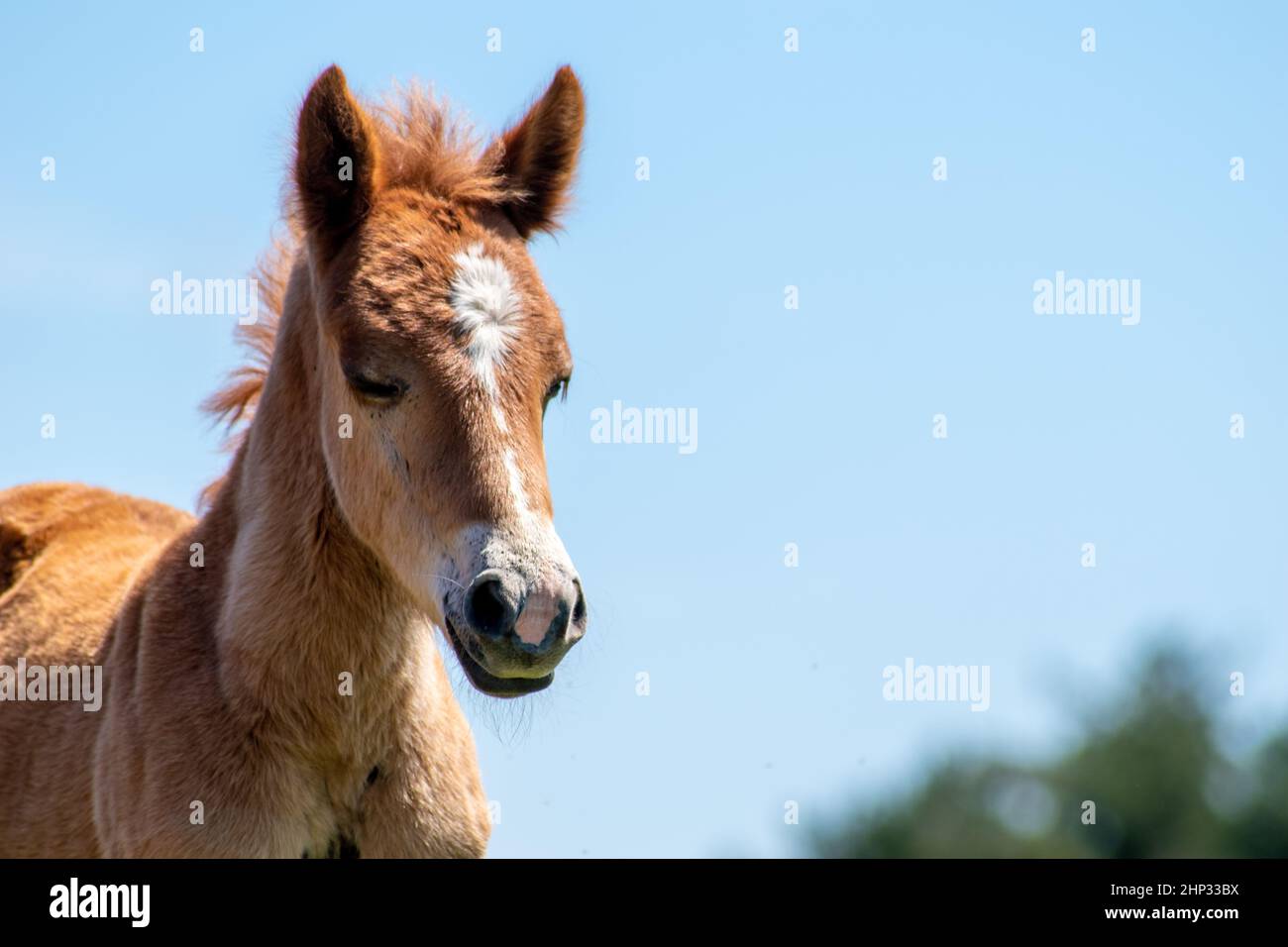 New forest national park pony foal photography hi-res stock photography ...