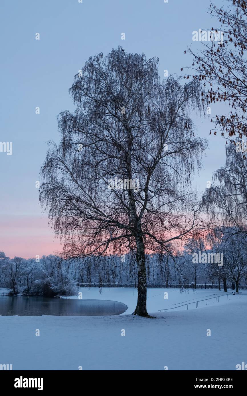 Ufer birke hi-res stock photography and images - Alamy