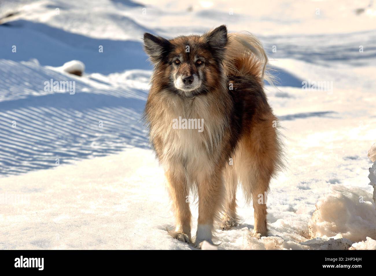 Australian shepherd and sheltie hi-res stock photography and images - Alamy