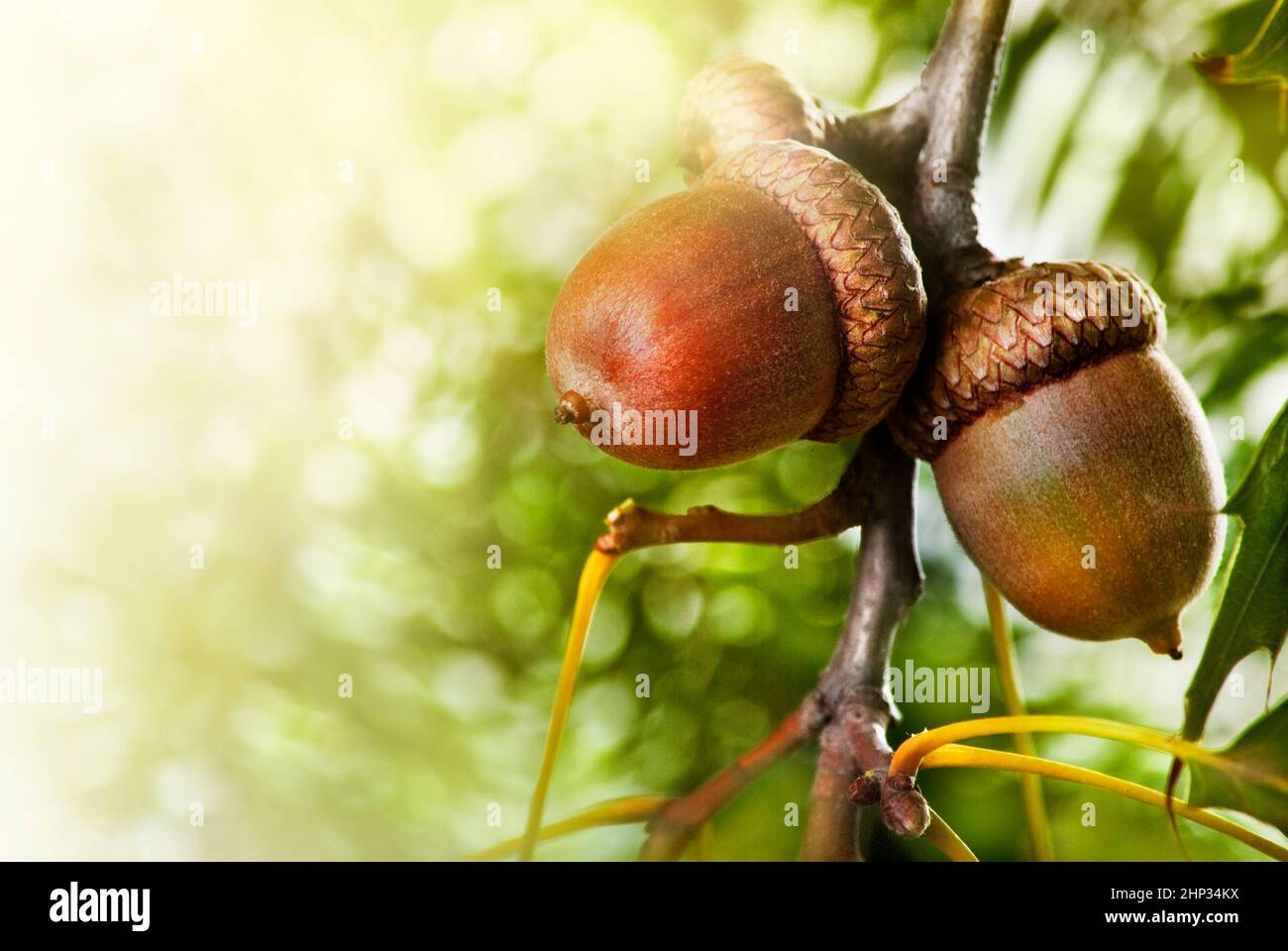 Oak tree and acrons with copyspace Stock Photo - Alamy