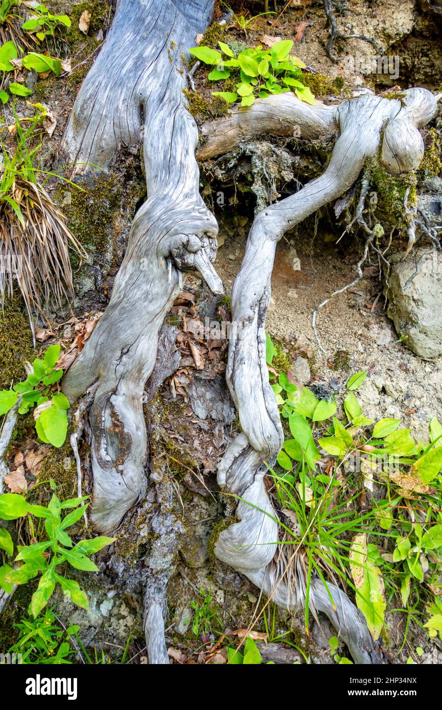 White dried roots detail in a forest Stock Photo - Alamy