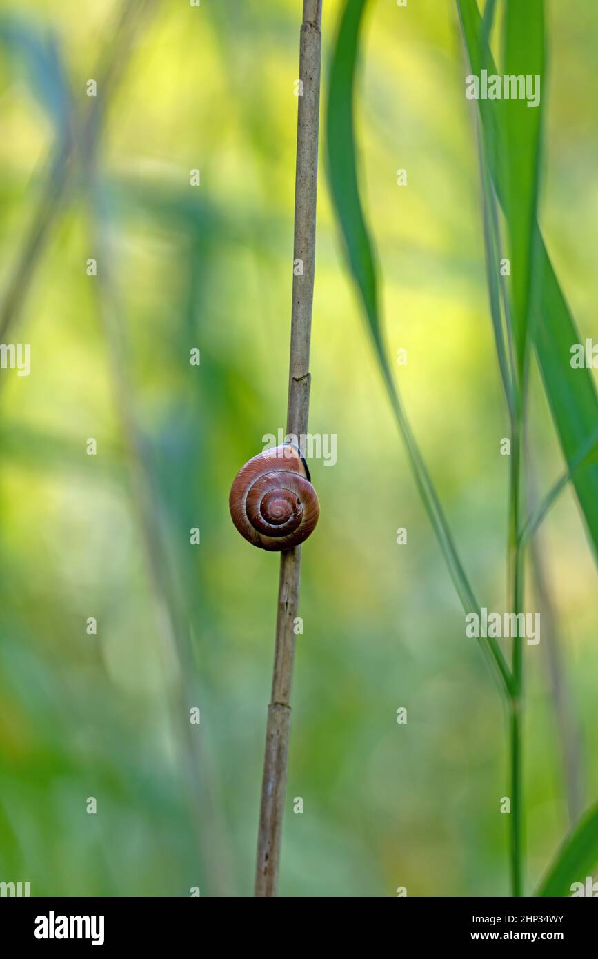 A single brown snail shell sticks to a reed stem against a blurred ...
