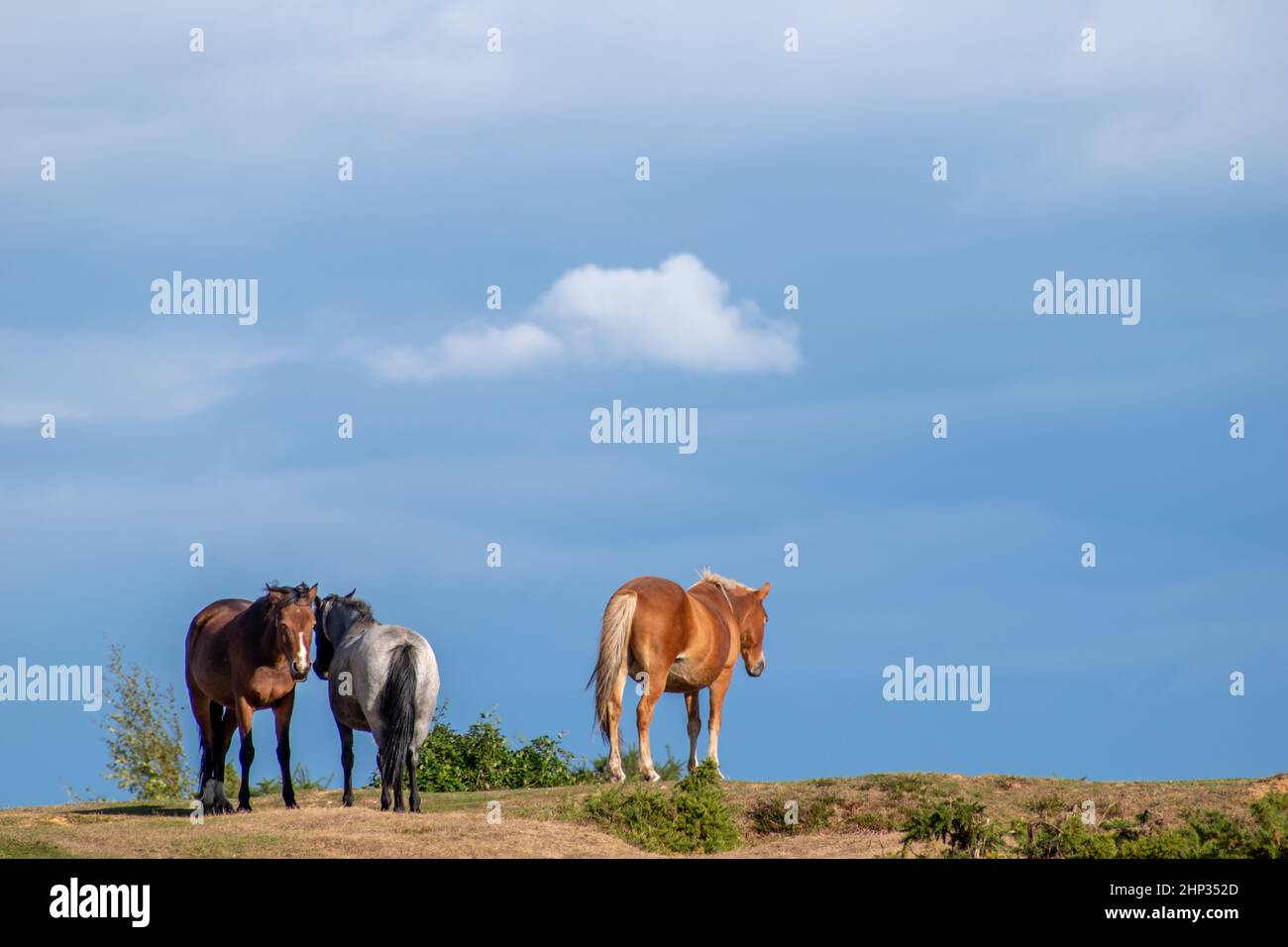 New forest country scene hi-res stock photography and images - Alamy