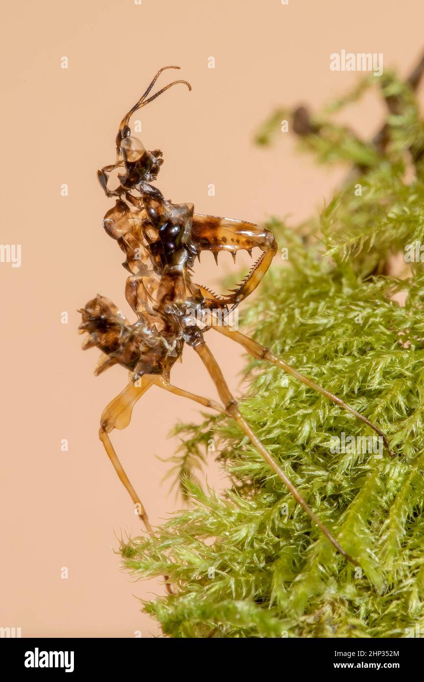A macro close up of a Spiny Flower Praying Mantis' shedded external ...