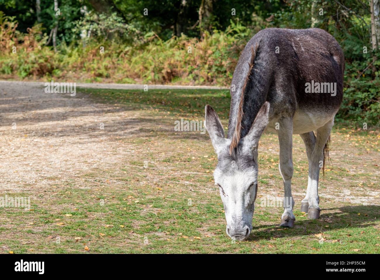 New Forest Donkey Stock Photo - Alamy