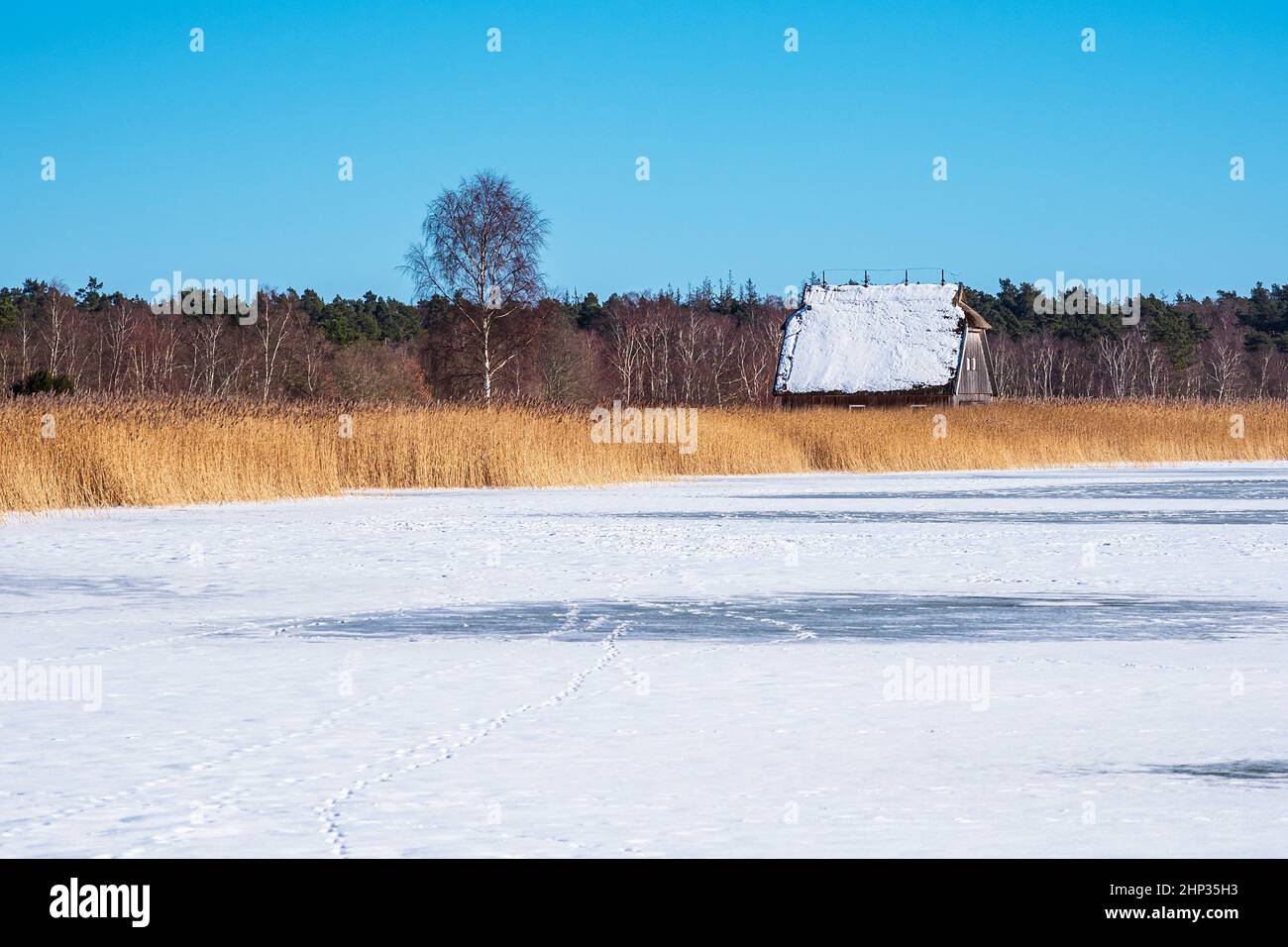 Reeds and building on the Bodden coast in Born, Germany Stock Photo - Alamy