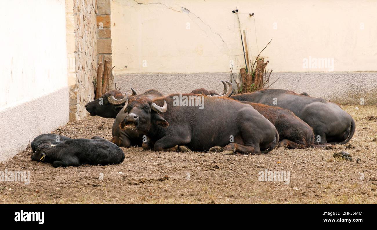 Domestic water buffalo inside industrial farm on hay Stock Photo - Alamy