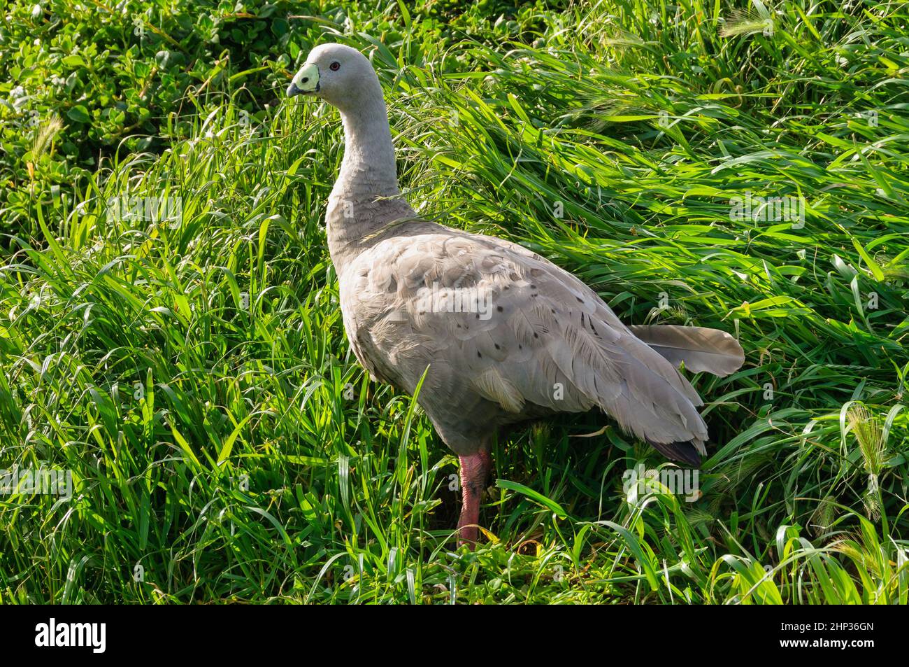 The Cape Barren Goose is a very large, pale grey goose with a ...
