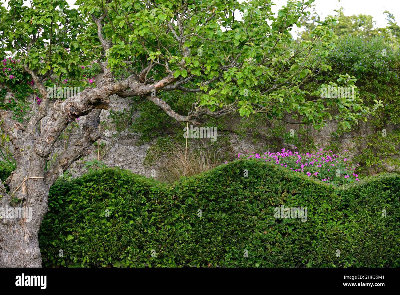 taxus,yew,yew hedge,wave shape,shaped,clip,clipped,topiary,train ...