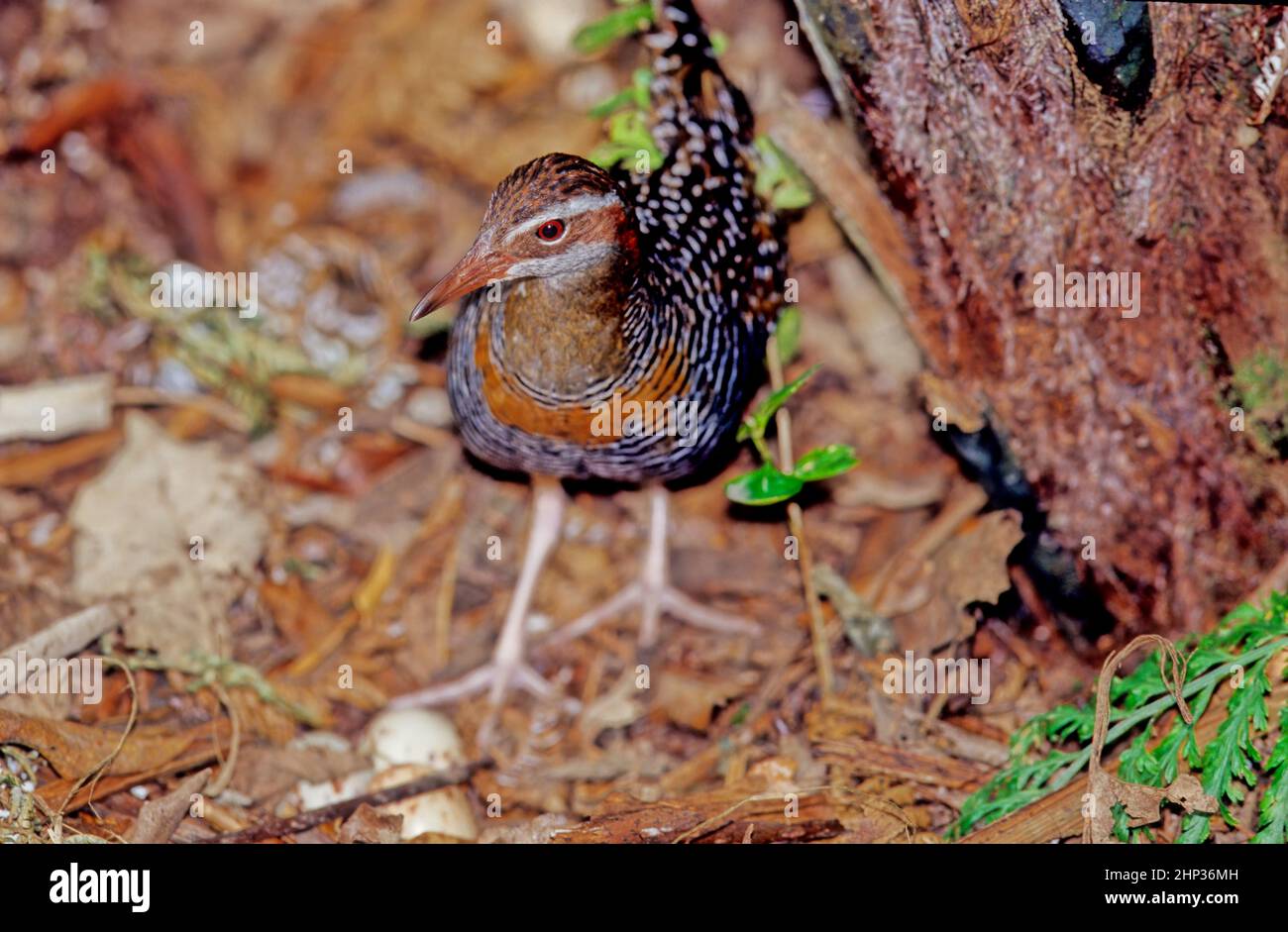 The buff-banded rail Hypotaenidia philippensis is a distinctively ...