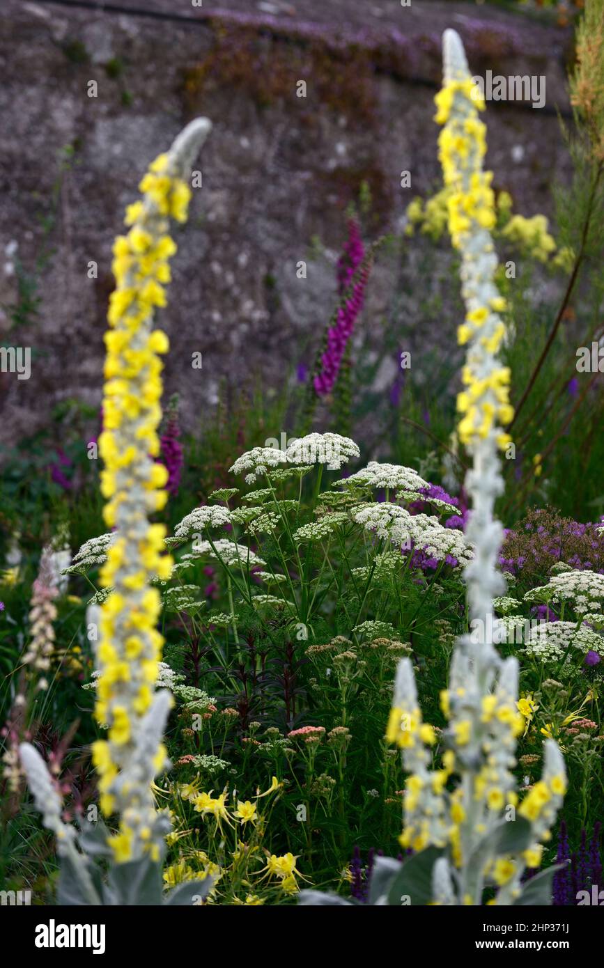 Common mullein flower hi-res stock photography and images - Alamy