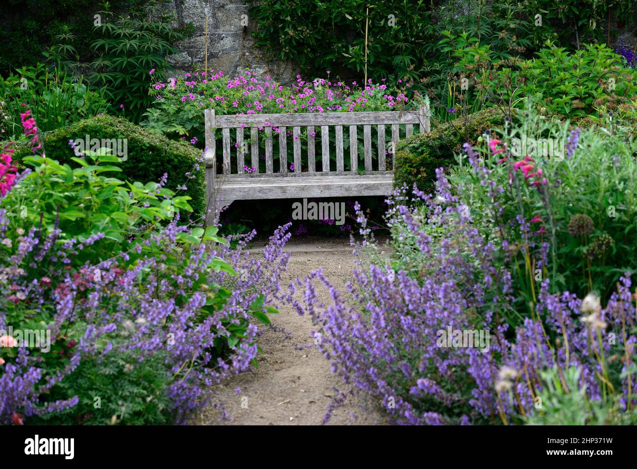 Cottage garden,herbaceous perennials,astrantia,nepeta six hills giant ...