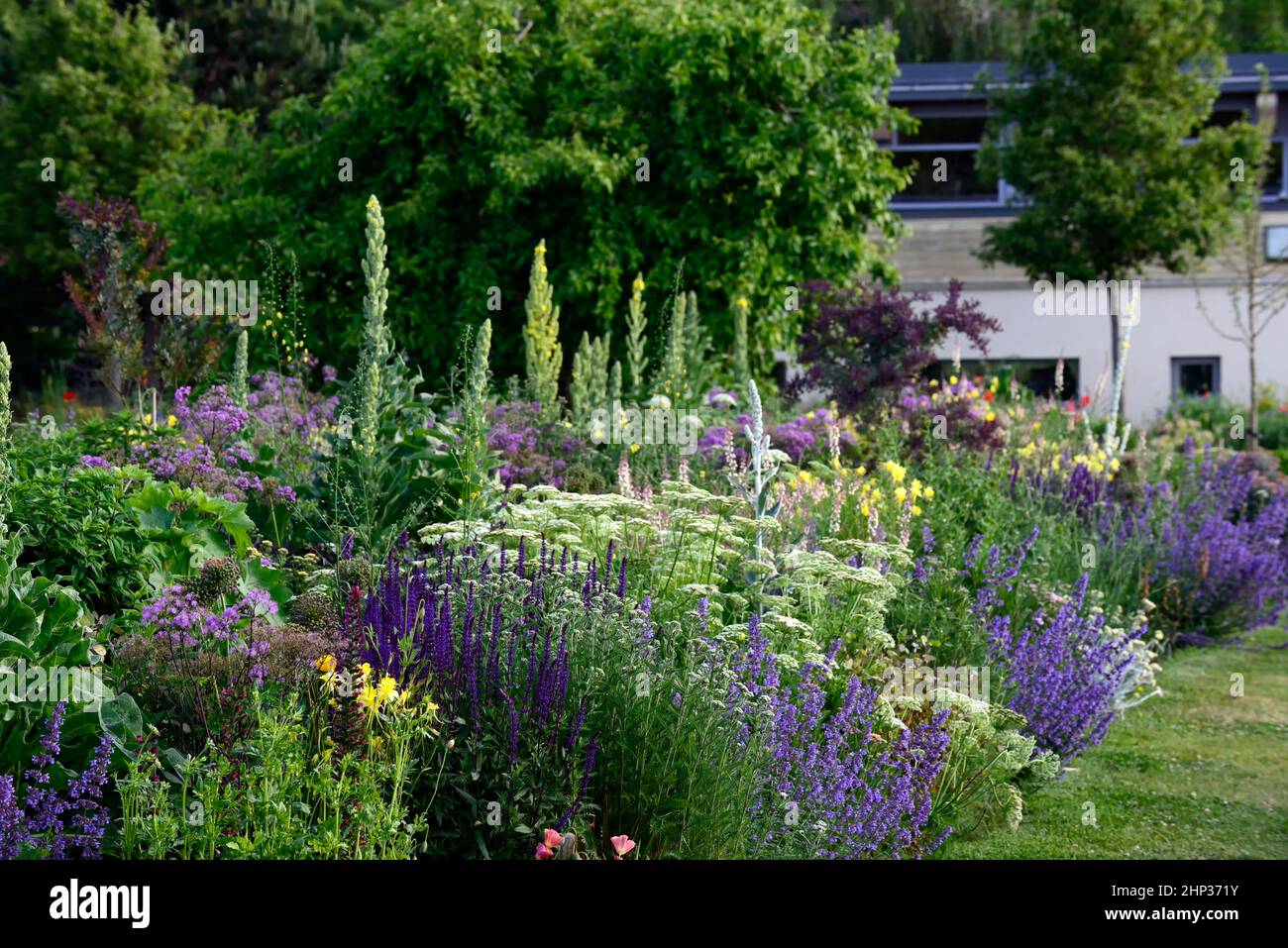 cool bed,cool border,salvia caradonna,nepeta,thalictrum black stockings ...