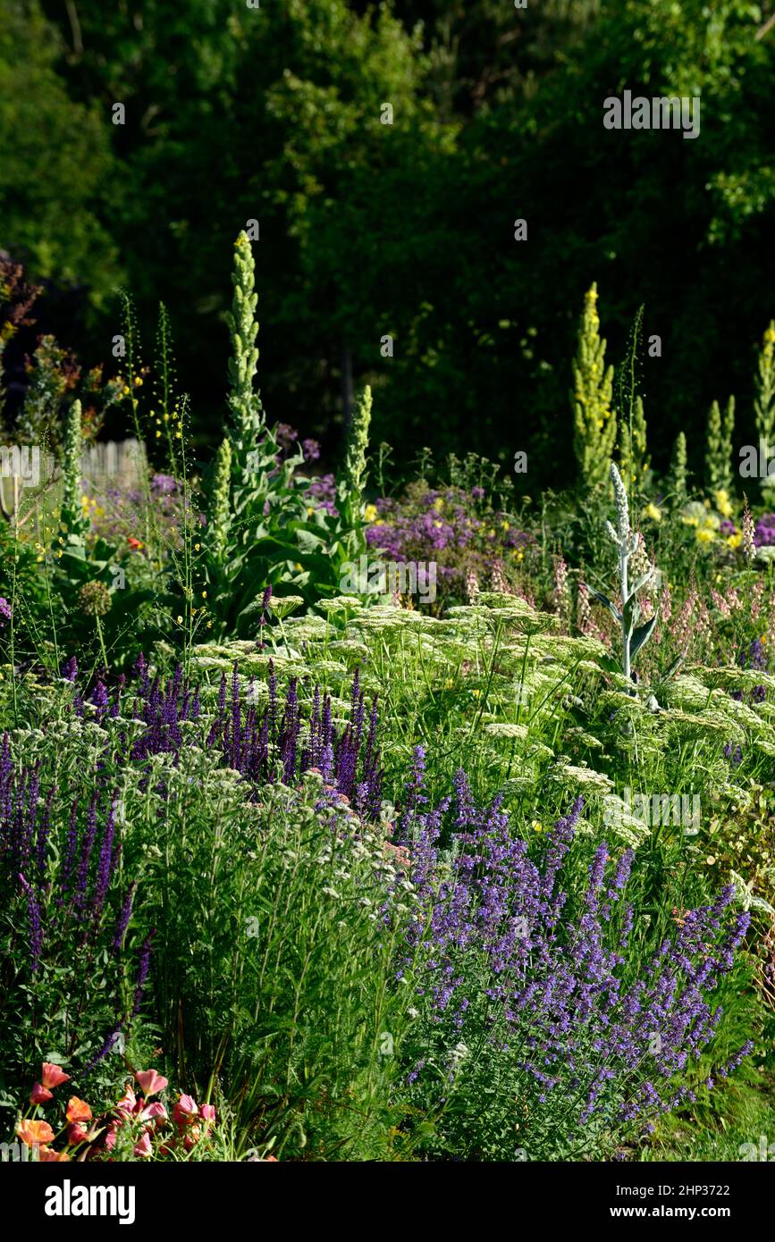 cool bed,cool border,salvia caradonna,nepeta,thalictrum black stockings ...
