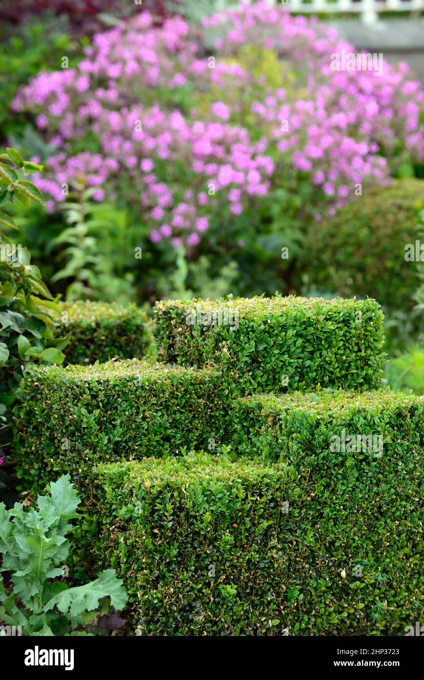 Cut box hedge hi-res stock photography and images - Alamy