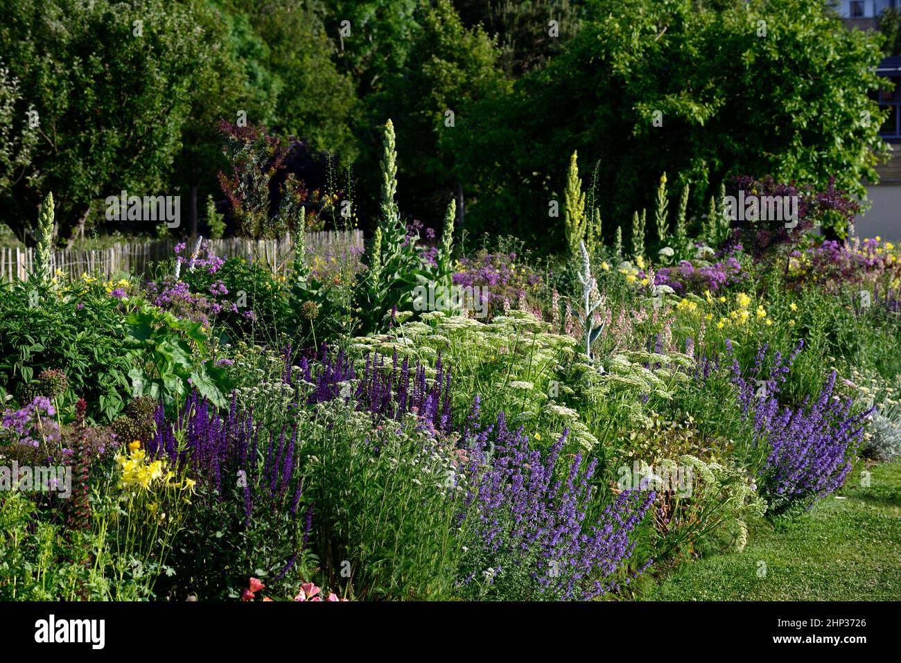 cool bed,cool border,salvia caradonna,nepeta,thalictrum black stockings ...