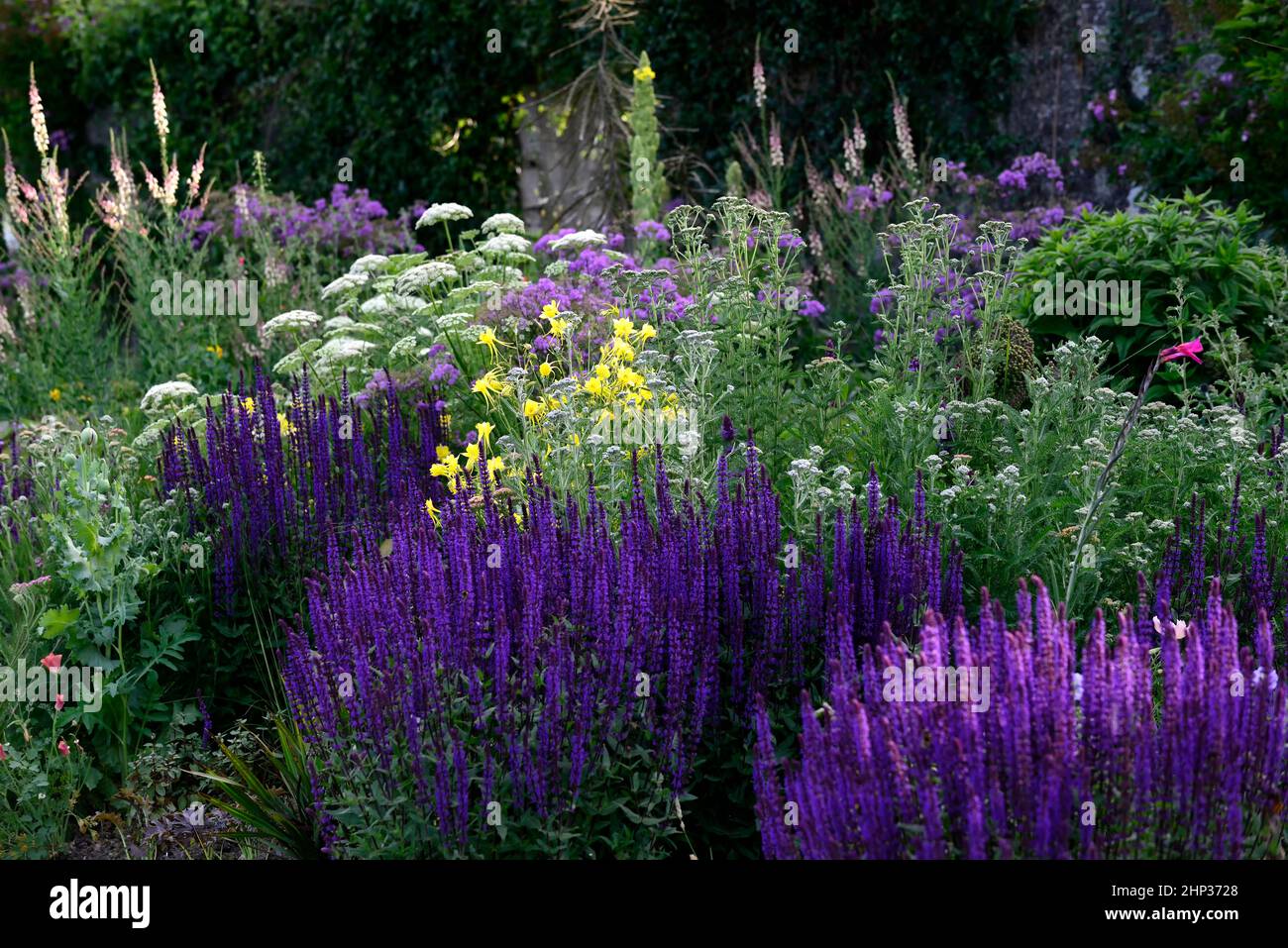 cool bed,cool border,salvia caradonna,nepeta,thalictrum black stockings ...