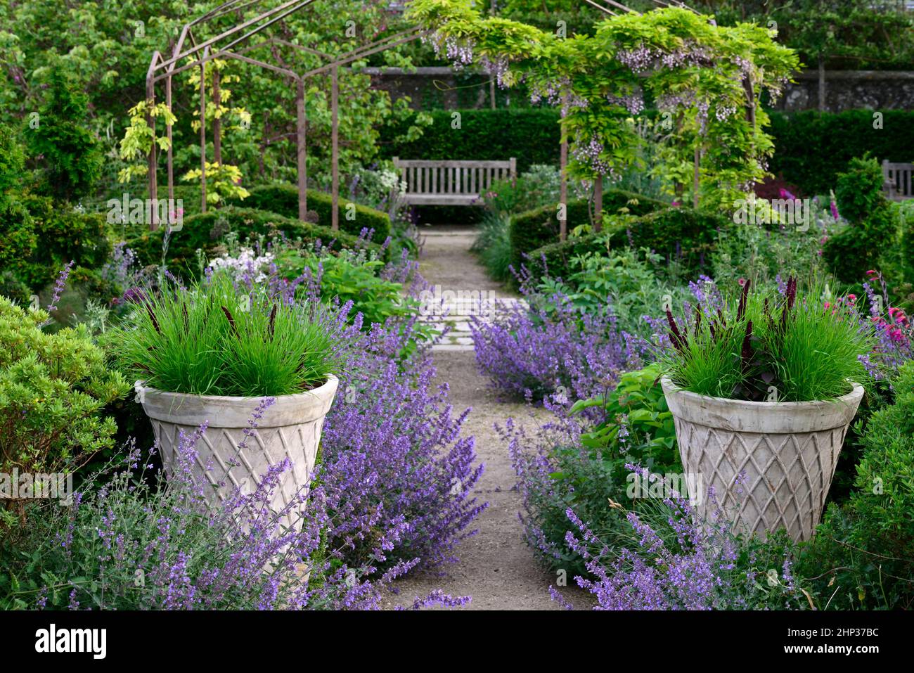 Cottage garden,herbaceous perennials,astrantia,nepeta,penstemon ...