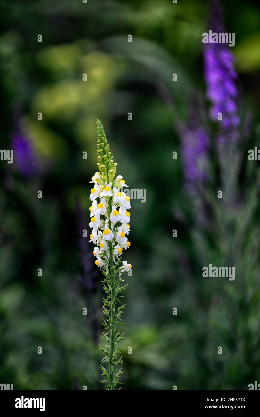 Linaria purpurea ‘poached egg’ hi-res stock photography and images - Alamy
