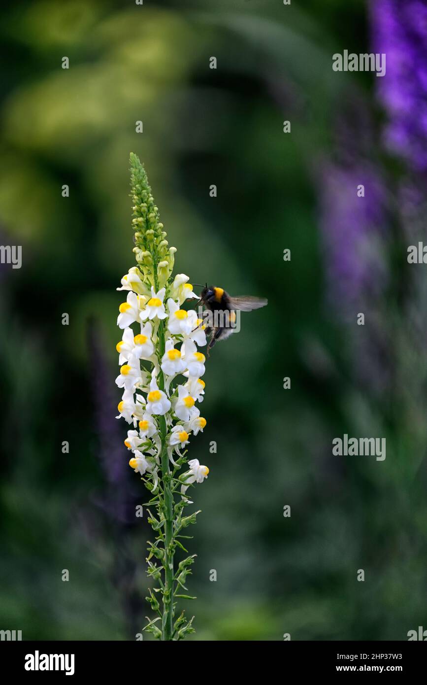 Linaria purpurea ‘poached egg’ hi-res stock photography and images - Alamy