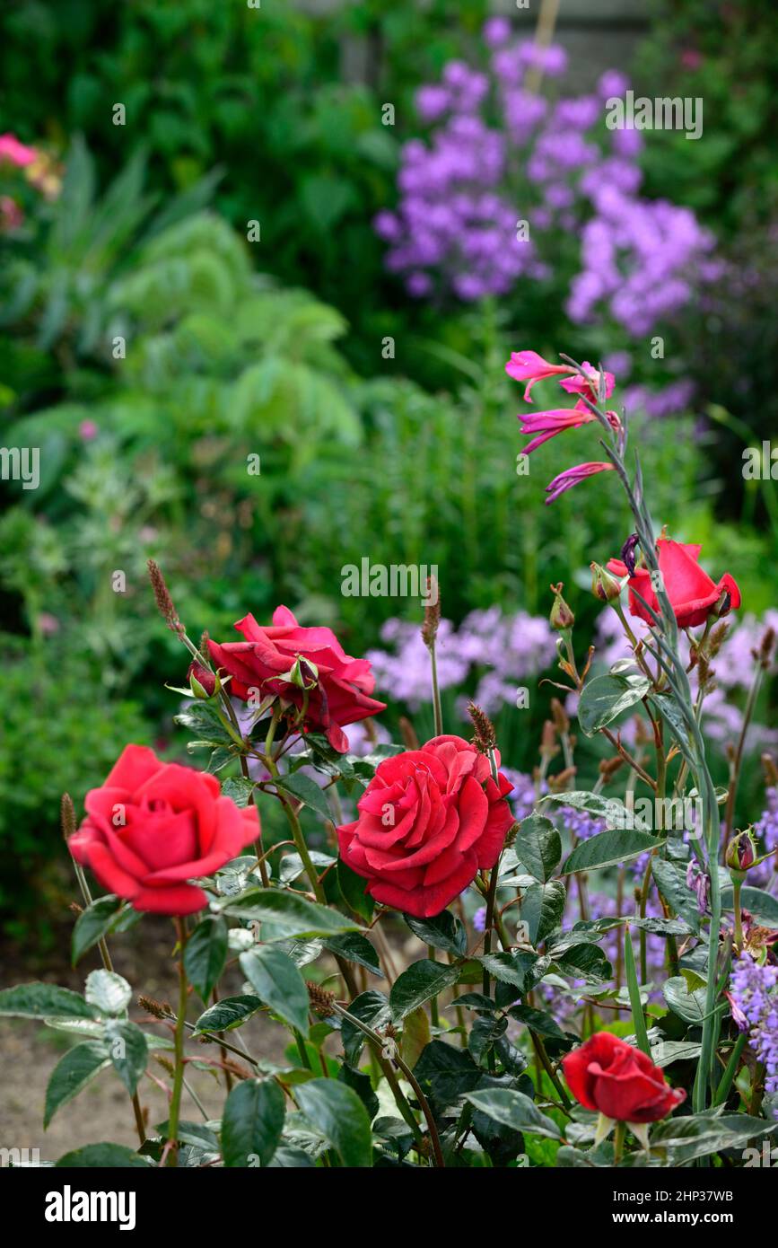Rosa Ingrid Bergman,,red rose,red roses,scented,hybrid tea roses ...