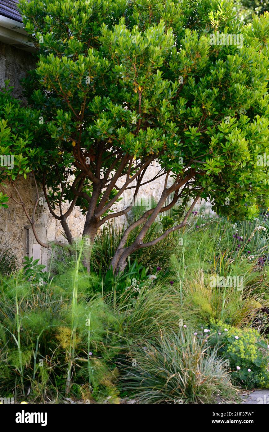 mediterranean style planting,arbutus unedo,strawberry tree,libertie ...