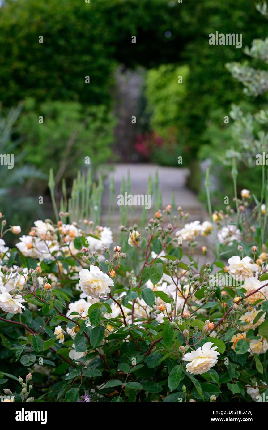 Rose cultivar hi-res stock photography and images - Alamy