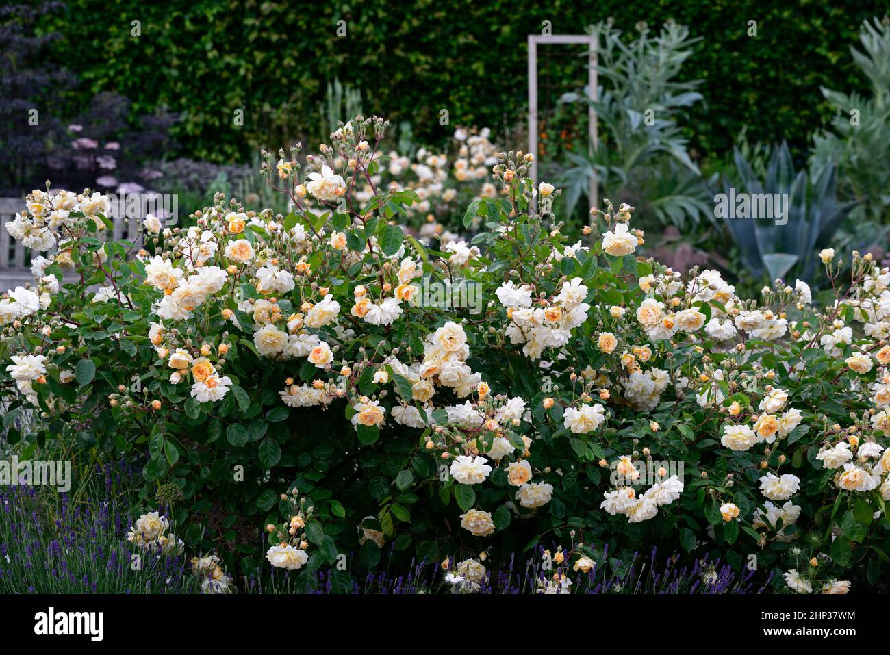 Rosa Buff Beauty,Rose Buff beauty,apricot colour,apricot coloured ...