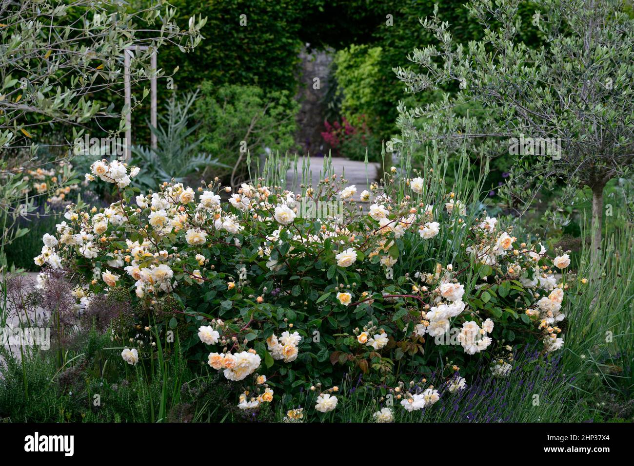 Rosa Buff Beauty,Rose Buff beauty,apricot colour,apricot coloured ...