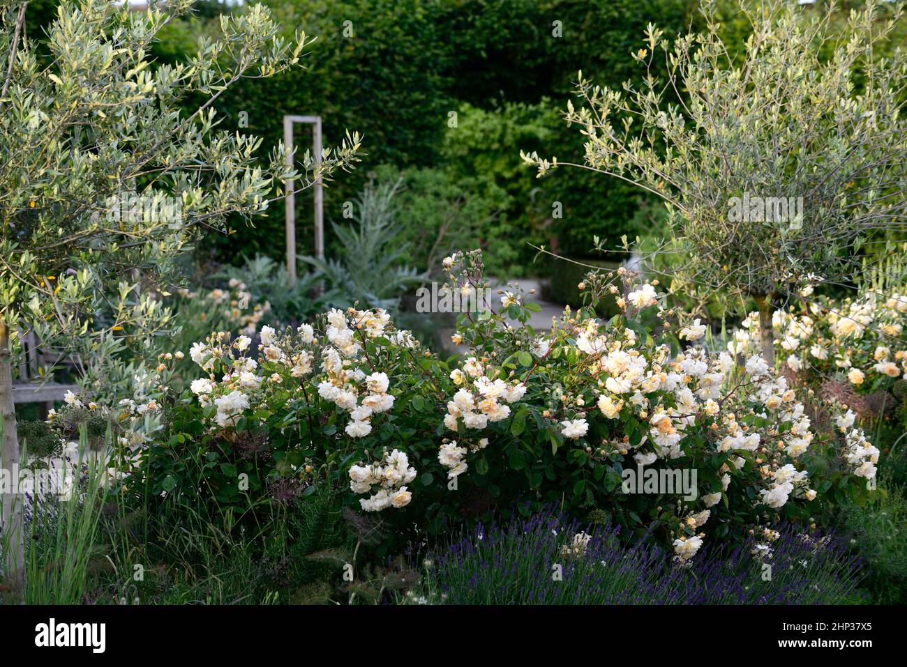 Beauty rose hi-res stock photography and images - Alamy