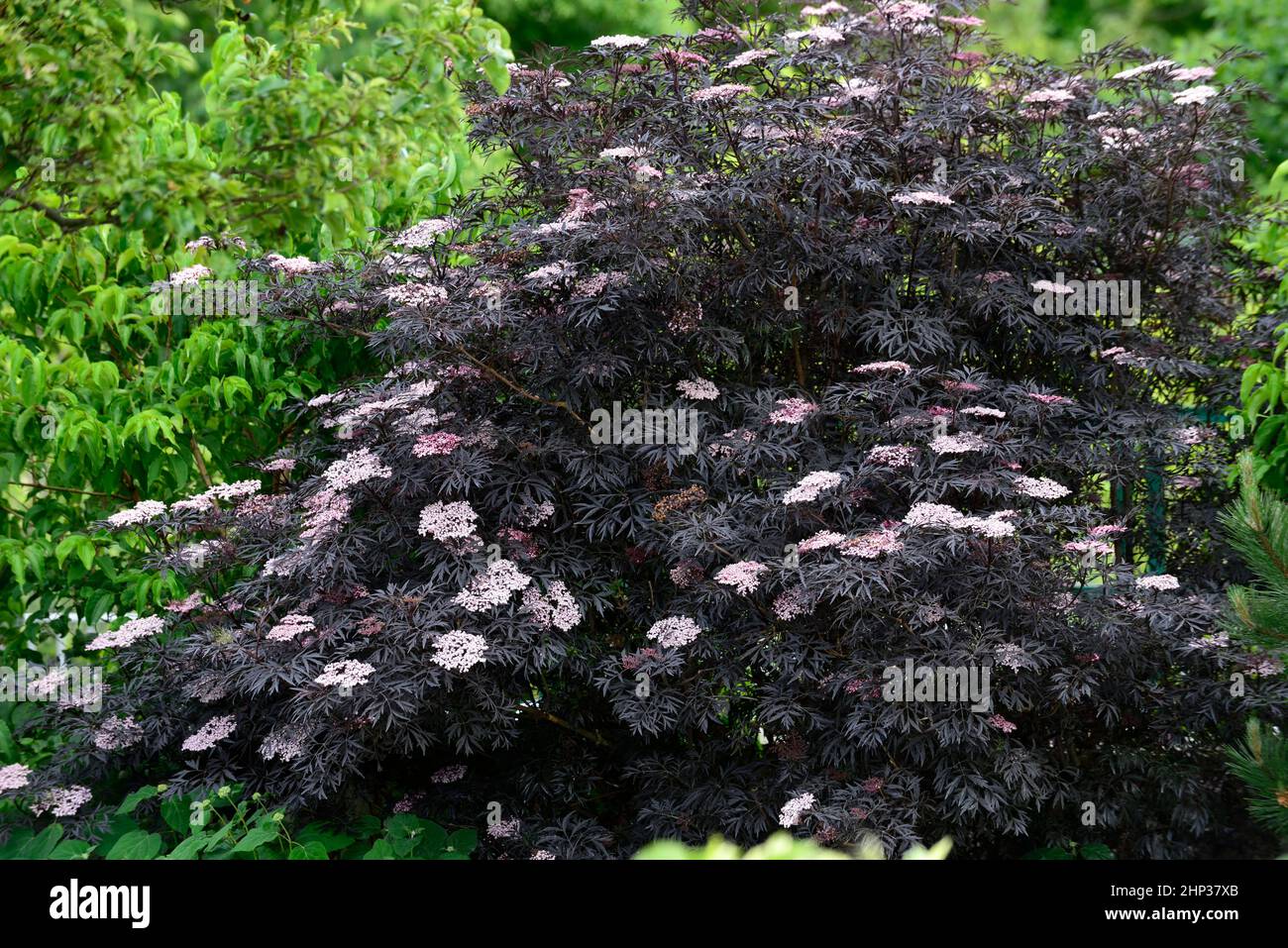 sambucus nigra black lace,Elder,pink flowers,fine black foliage ...
