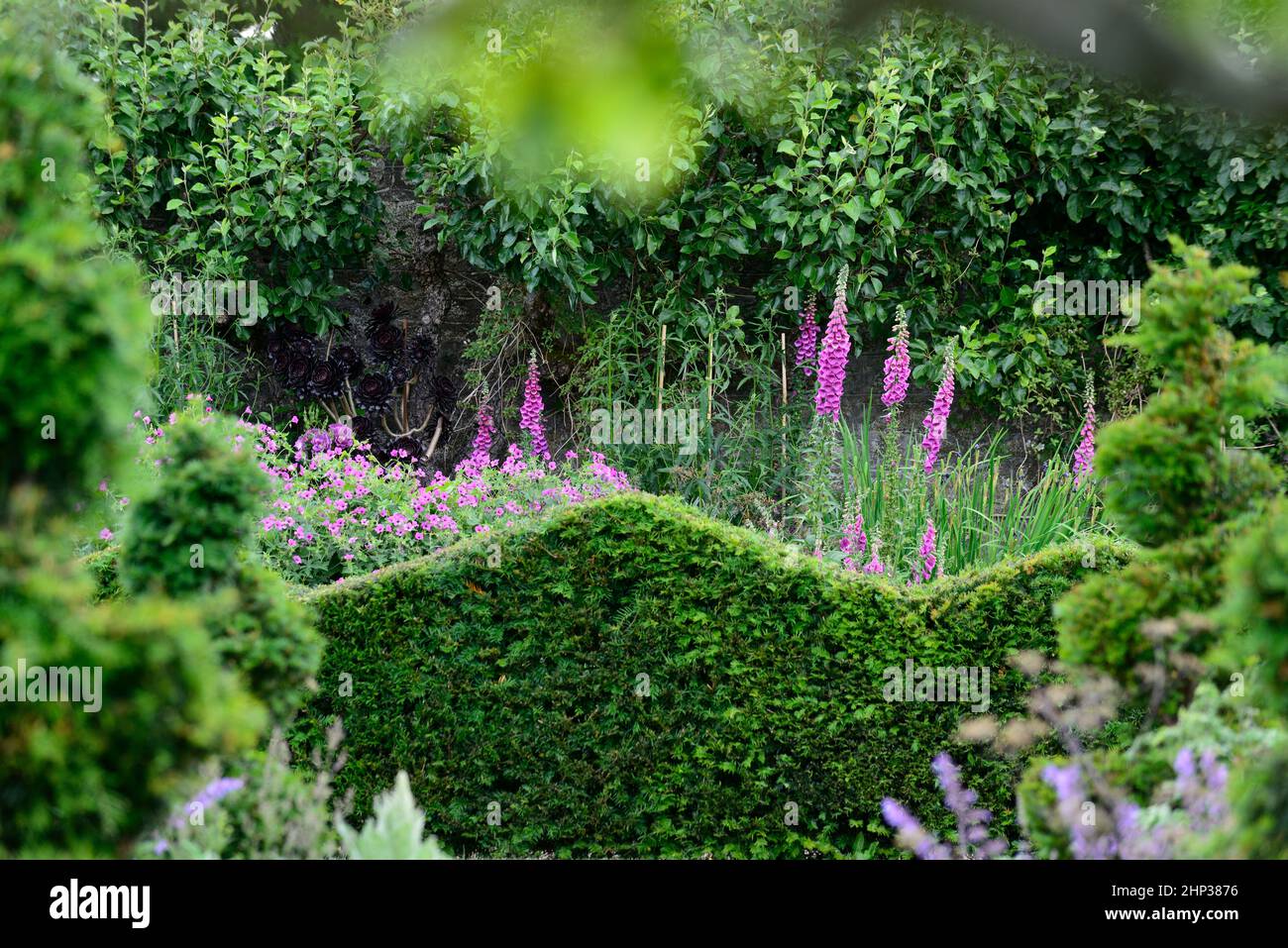 taxus,yew,yew hedge,wave shape,shaped,clip,clipped,topiary,train ...