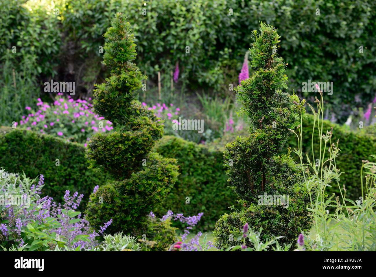 taxus,yew tree,spiral,circular shape,shaped,clip,clipped,topiary,train ...