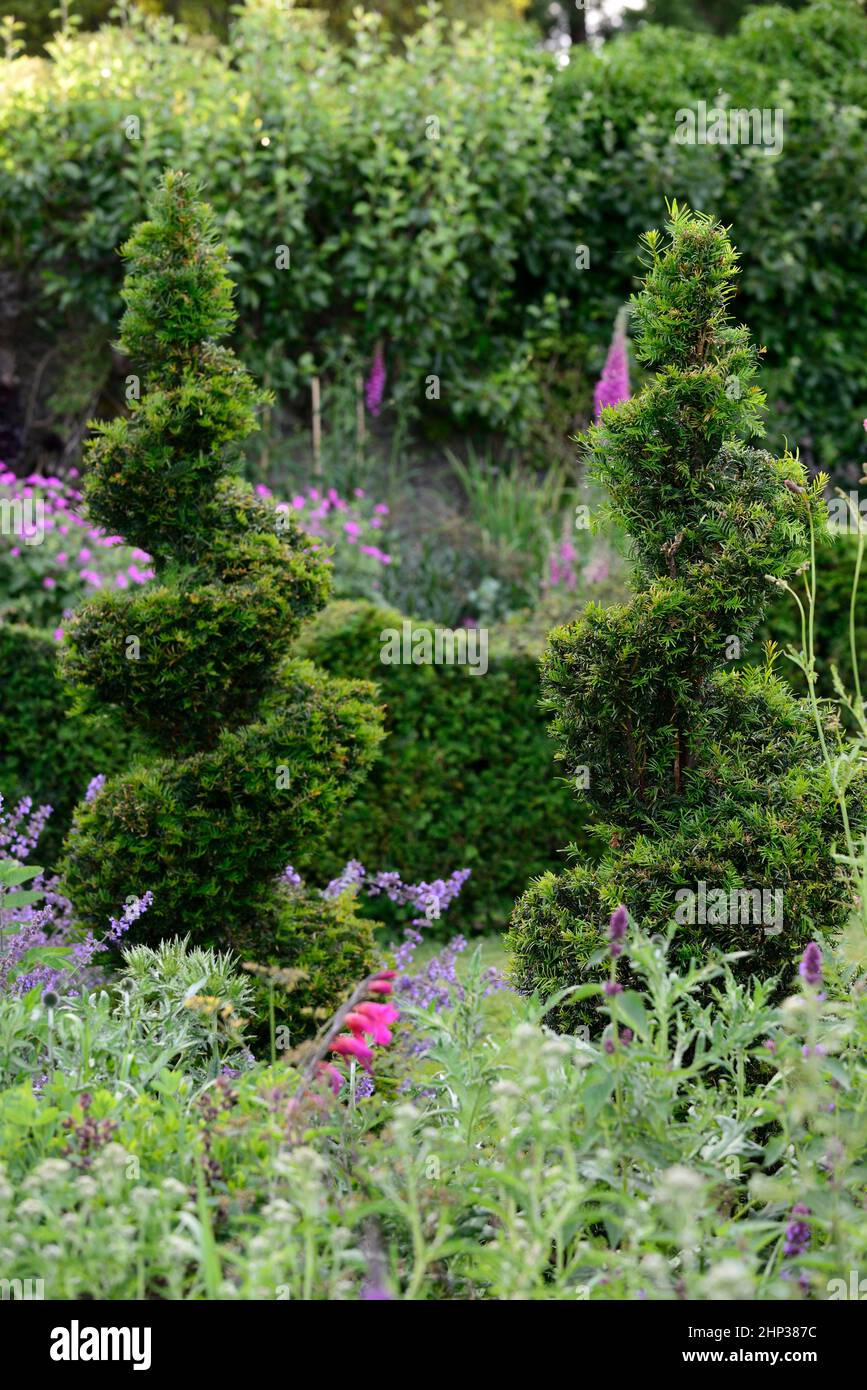 taxus,yew tree,spiral,circular shape,shaped,clip,clipped,topiary,train ...