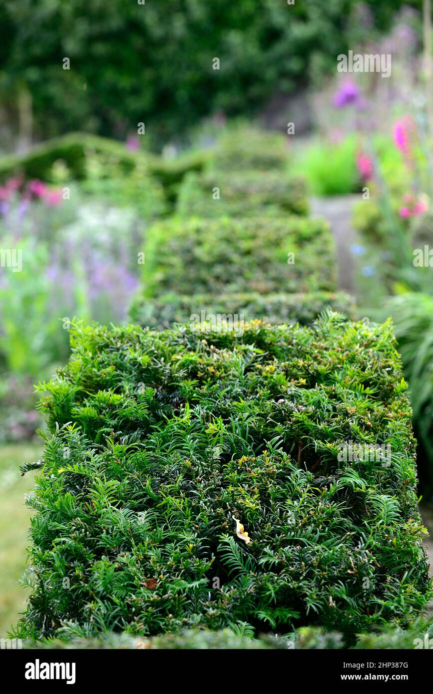 Wave shaped hedge hi-res stock photography and images - Alamy