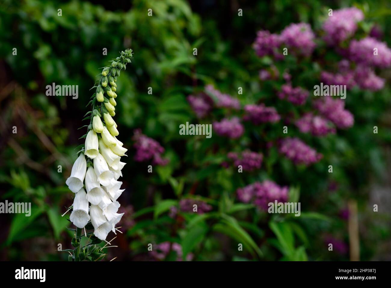 white foxglove,Digitalis alba,foxgloves,white, flower,flowers,flowering ...