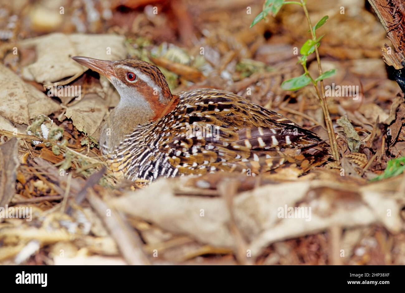 The buff-banded rail Hypotaenidia philippensis is a distinctively ...