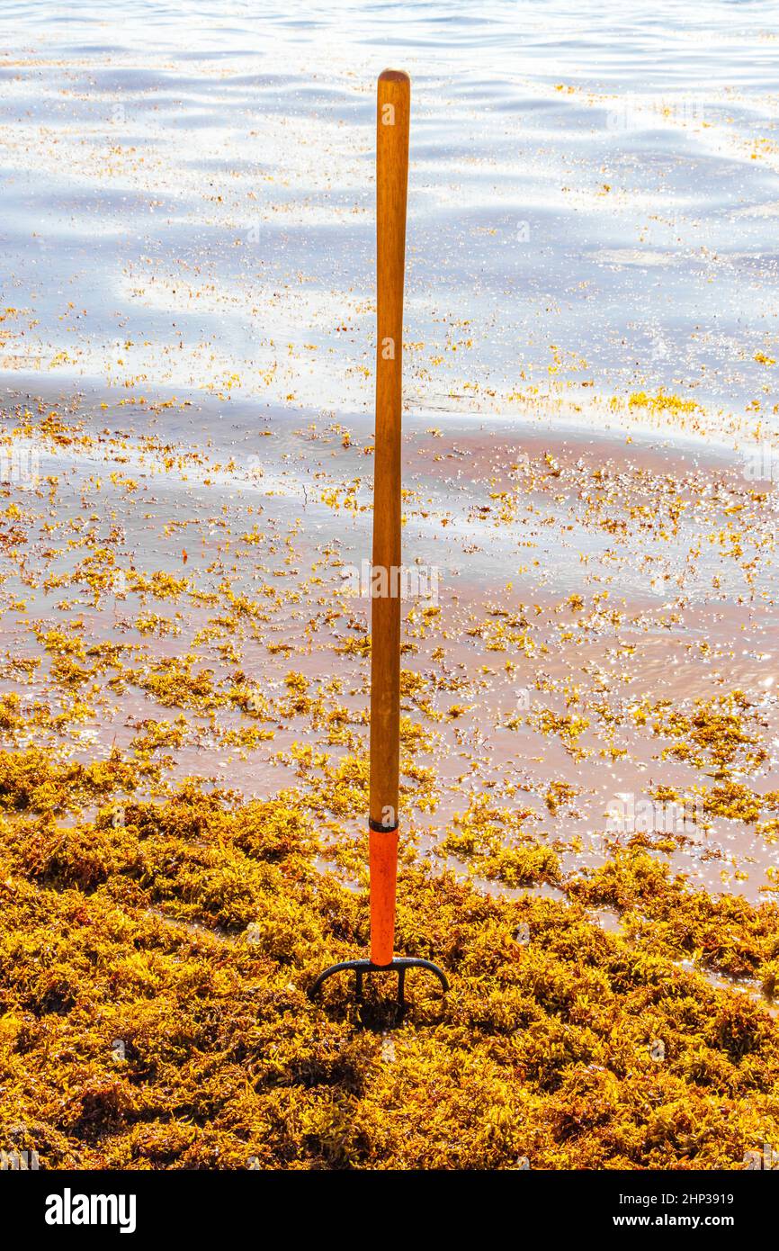 Pitchfork Garden Rake Leaf Broom and a lot of very disgusting red ...