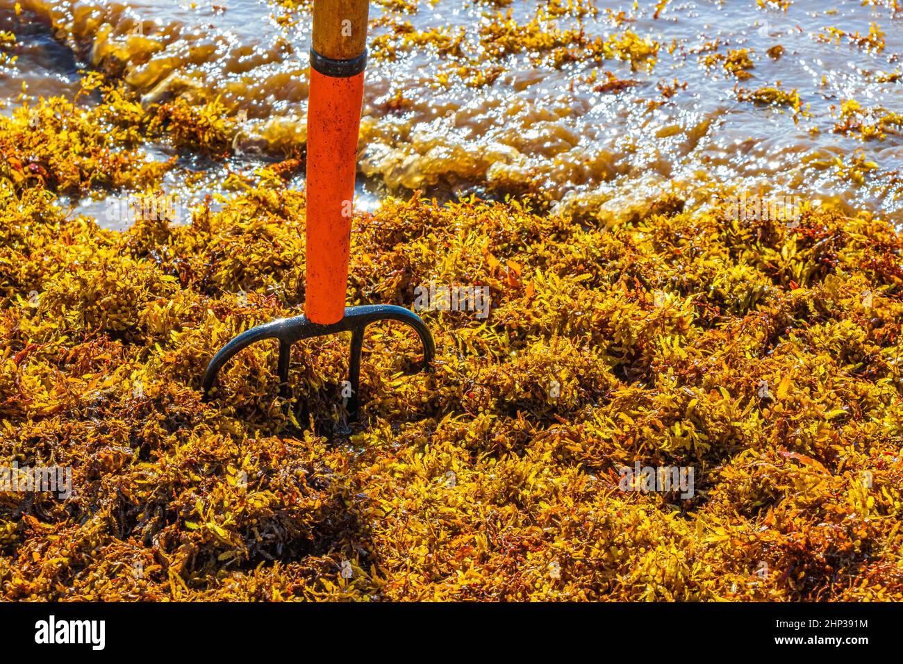 Pitchfork Garden Rake Leaf Broom and a lot of very disgusting red ...