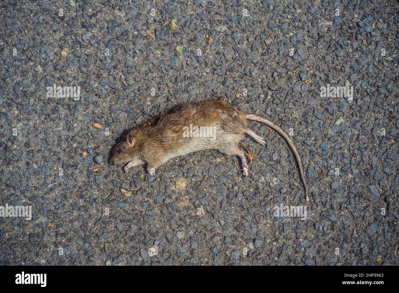 Dead rat on the pavement in the city Stock Photo - Alamy