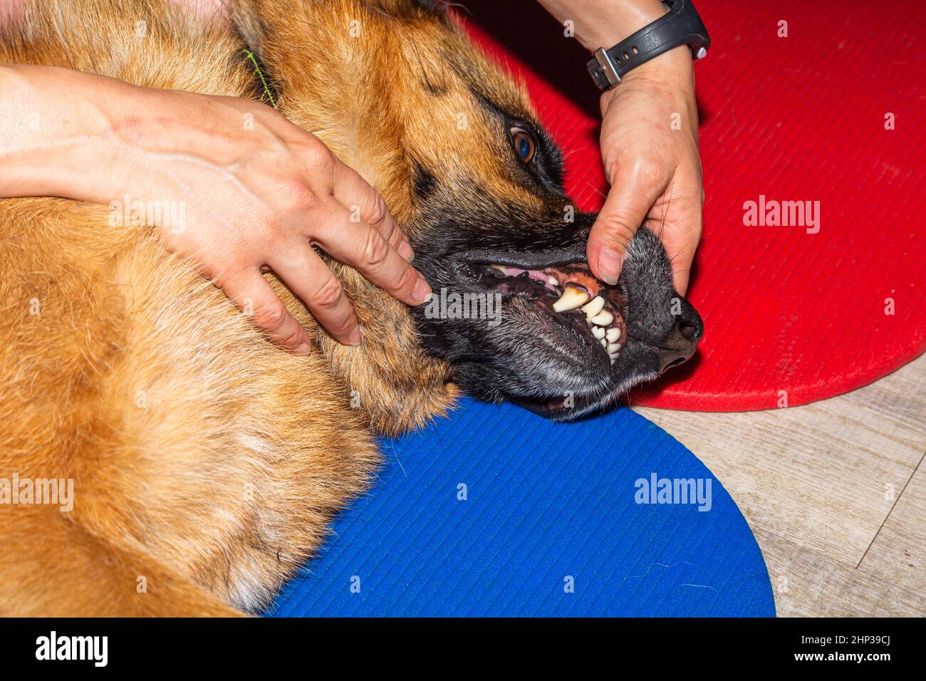 checking the teeth of a german shepherd in a close up Stock Photo - Alamy