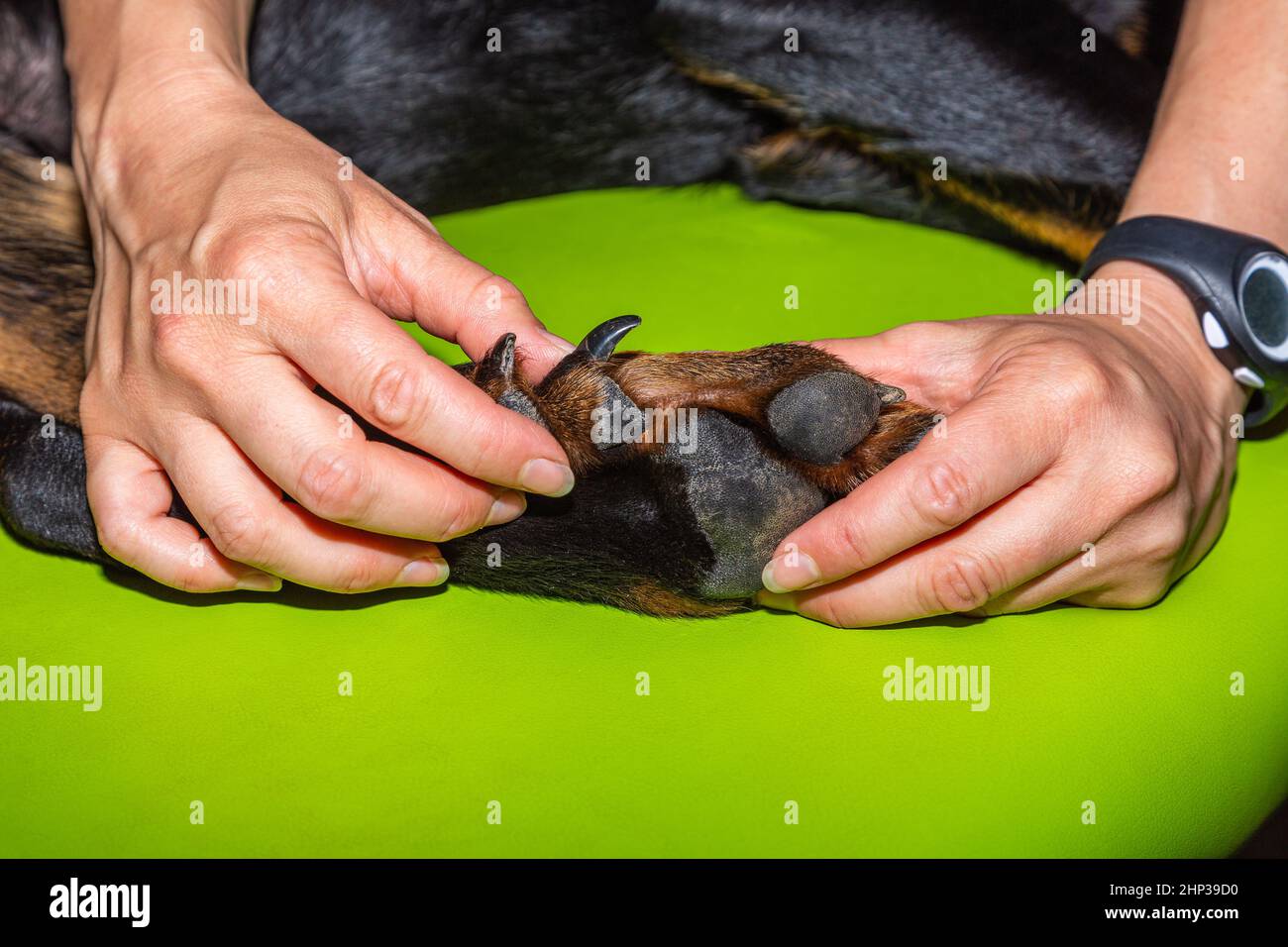 double dewclaw of a dog in a close up Stock Photo - Alamy