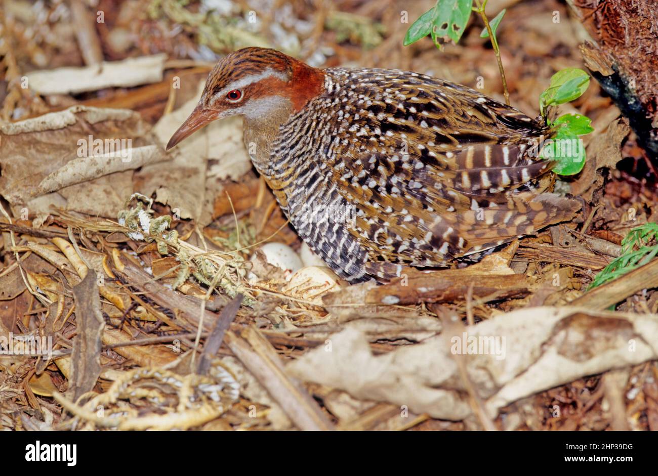 The buff-banded rail Hypotaenidia philippensis is a distinctively ...