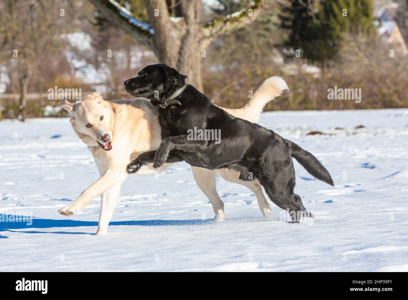 Two dogs fighting in snow hi-res stock photography and images - Alamy